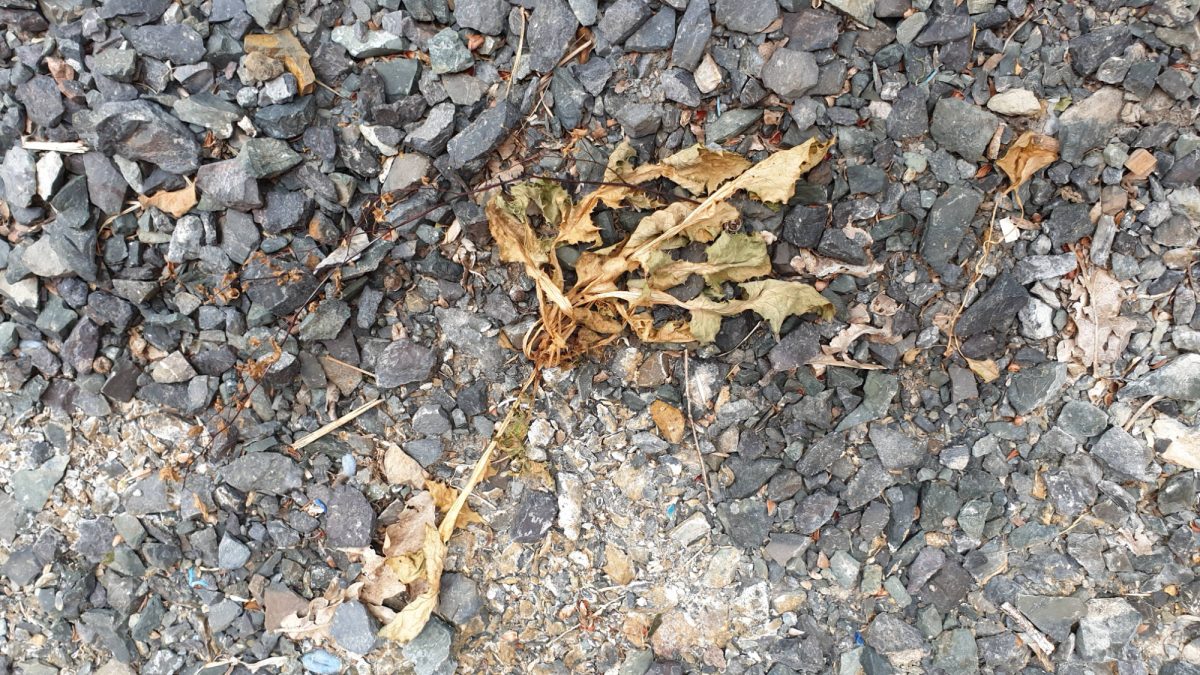 The Best Natural Weed Spray Recipe to Stop Garden Weeds Growing
